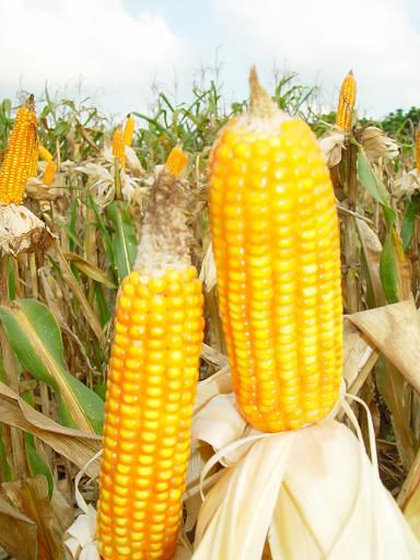 Monsanto tests drought-tolerant corn | Lifestyles | thedailynewsonline.com