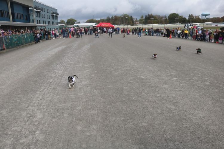 PHOTO GALLERY: Family Fun Day Wiener Dog Races at Batavia Downs | News ...