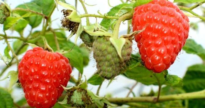 Big Red berries: Two new red raspberries hit the market | News ...