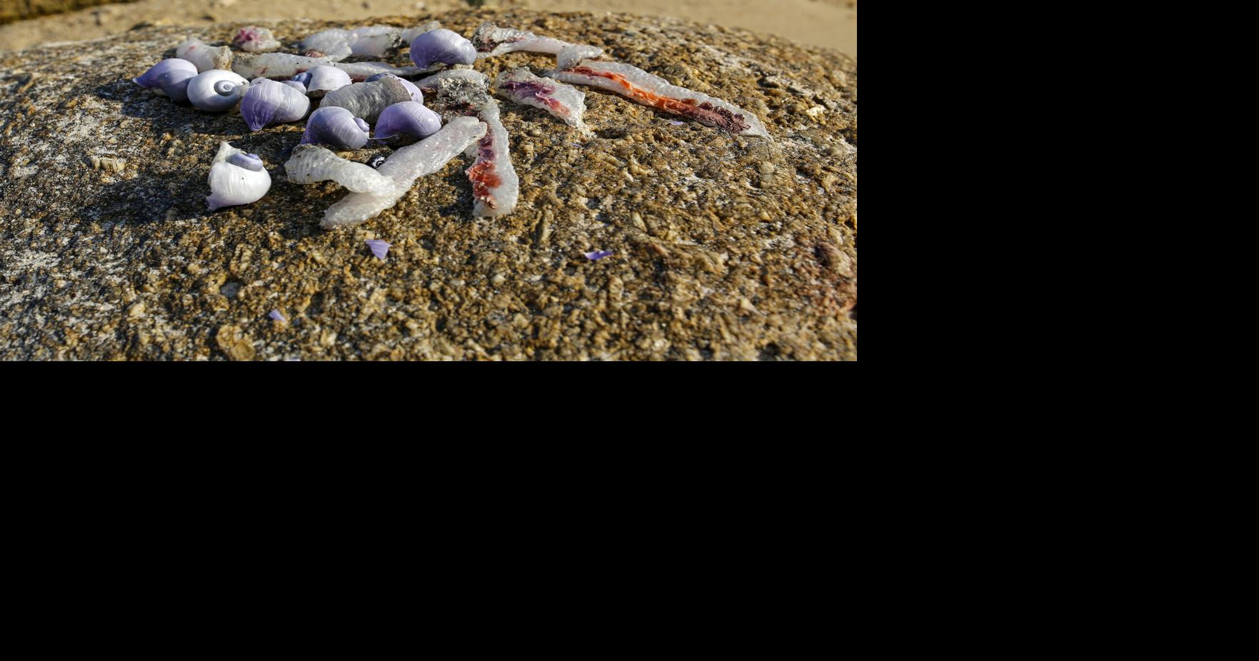 Rare purple sea creature found on SoCal beach. Could warming waters be ...