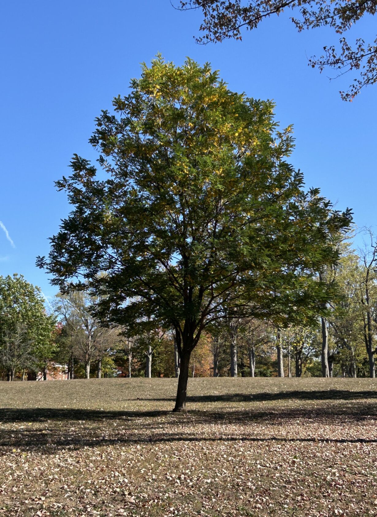 Master Gardener: Trees under drought stress | Lifestyles ...