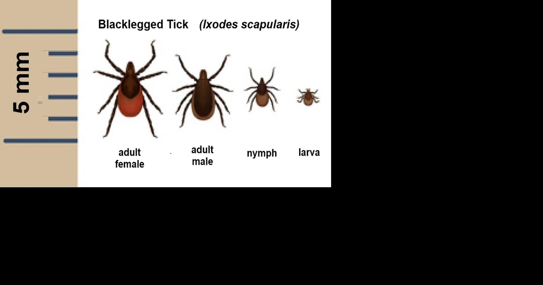 Basic tips to protect yourself from ticks | Lifestyles ...