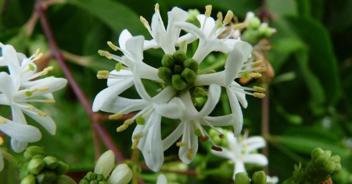 Master Gardener: Plant a seven-son tree for fall blooms | Lifestyles ...