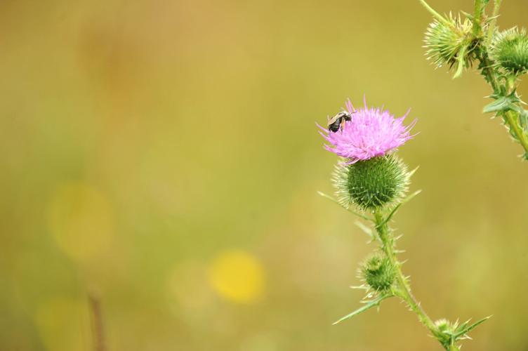 Environmental Stewardship: Terry Hills home to 0.5-acre monarch ...