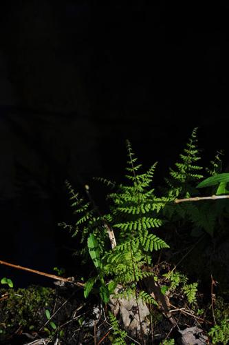 Society marking 75 years as caretaker of Bergen Swamp | Lifestyles ...