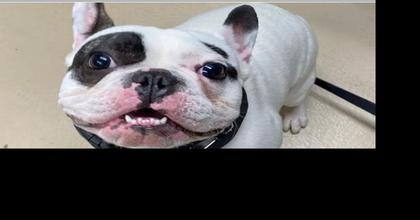 Ralphie the ‘demon dog’ from Upstate NY finds a forever home with owner ...