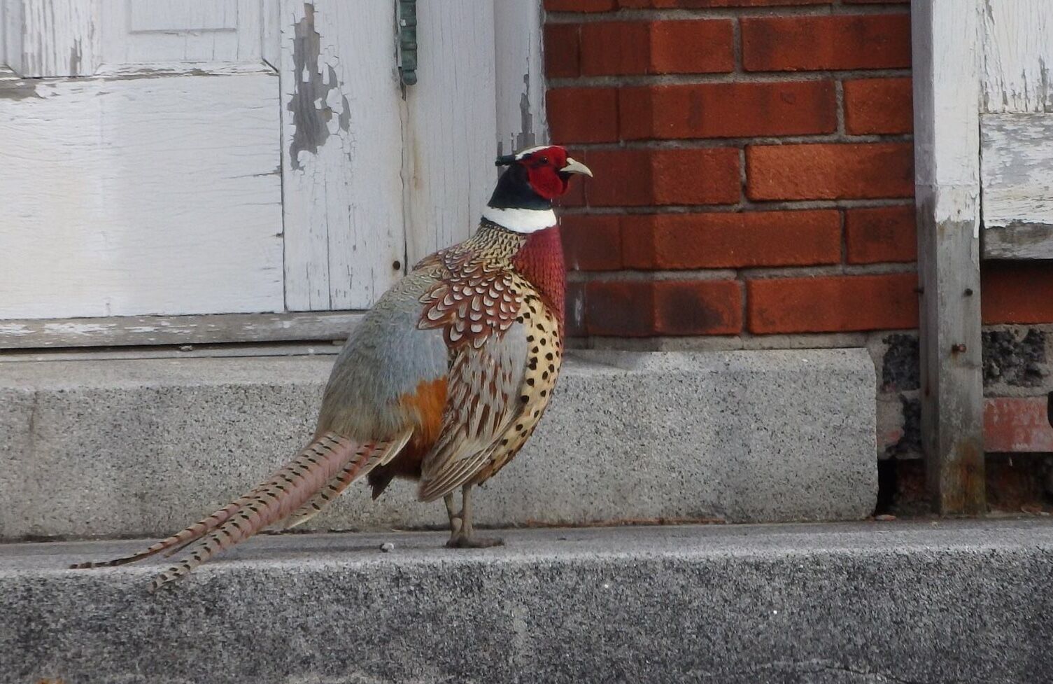 DEC stocking pheasants in Livingston County | News | thedailynewsonline.com