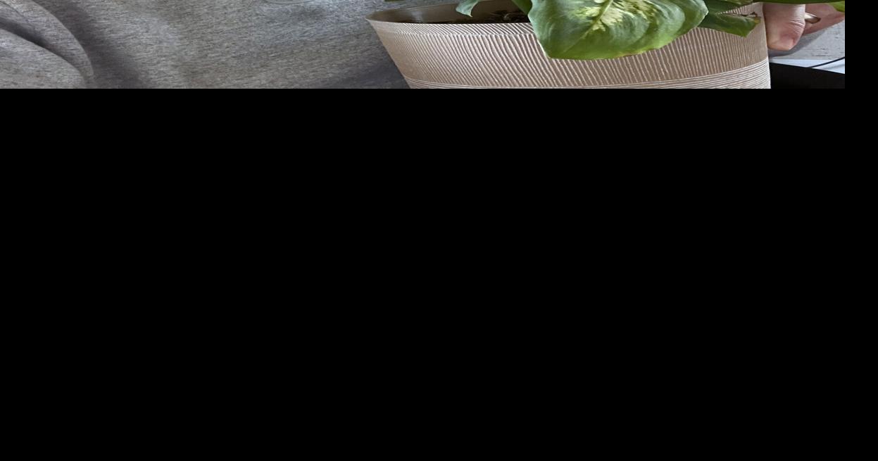 Jerry Zezima: Stairway to houseplant heaven | Lifestyles ...