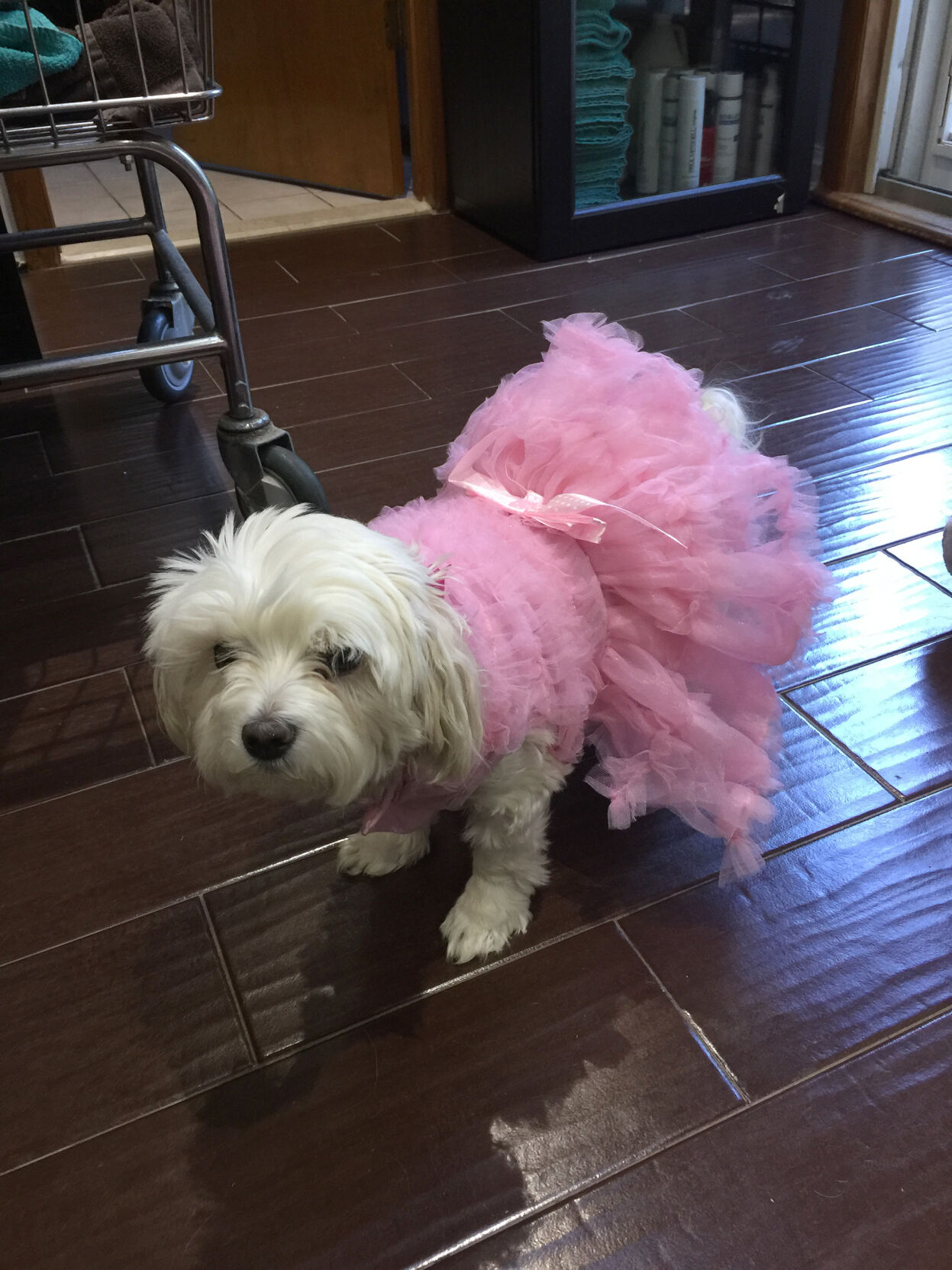 Jerry Zezima: Canine clothing conspiracy | Lifestyles ...