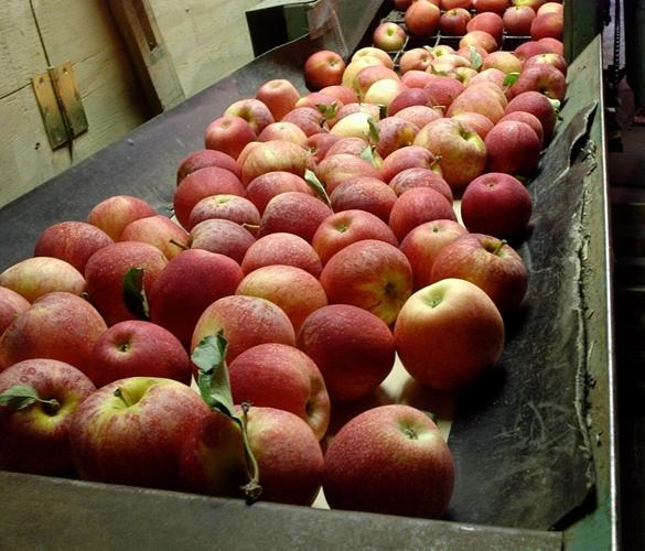 Local History: Apples were a powerhouse crop | Lifestyles ...