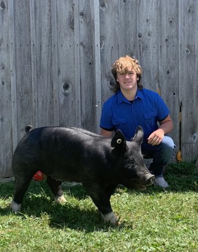 Curriers teen prepares market hog for upcoming 4-H Meat Animal Auction ...