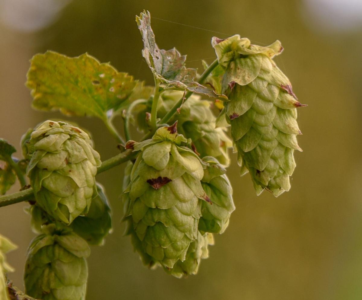 Hops breeding program will develop signature NY varieties | Top Story ...