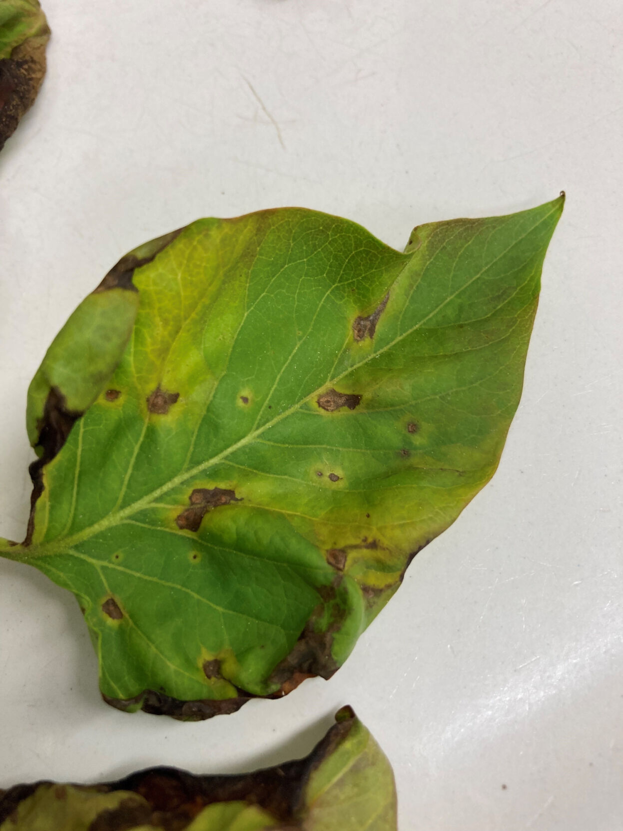 Master Gardener: Lilac blight can take a bite out of your bushes ...