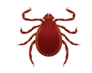 Livestock producers advised to look for Asian longhorned ticks | News ...