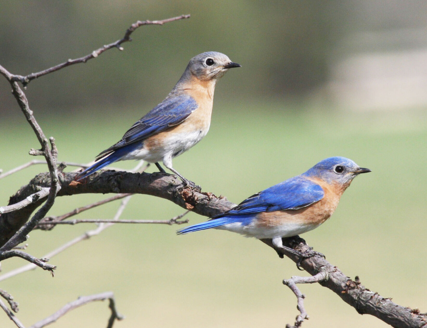 Feathered Friends: A lesson in bluebird basics | Lifestyles ...
