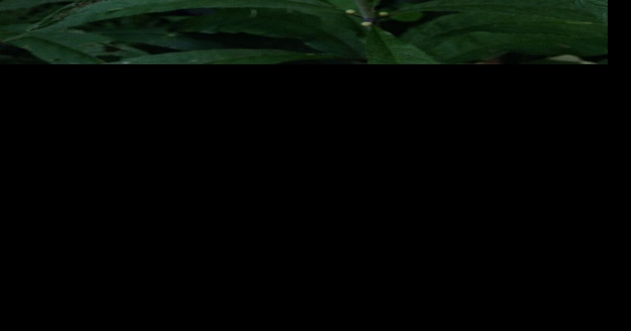 Master Gardener: Joe Pye weed is a big, bold plant | Lifestyles ...