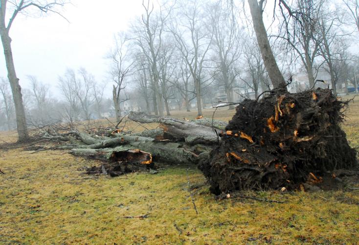 UPDATE: Man killed by falling tree amid Sunday winds; power failures ...