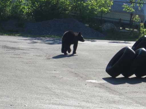 Photos: Bear in Batavia | News | thedailynewsonline.com