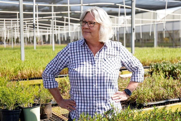 The key to Florida beaches’ hurricane recovery: the humble sea oat ...