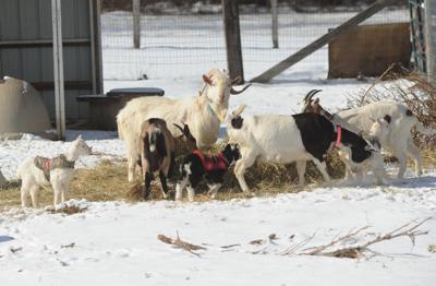 PHOTO: Lunchtime on the farm | | thedailynewsonline.com