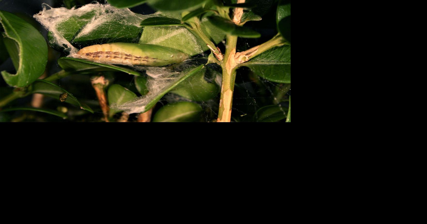 Invasive species: Residents asked to watch for Box Tree Moths | Public ...