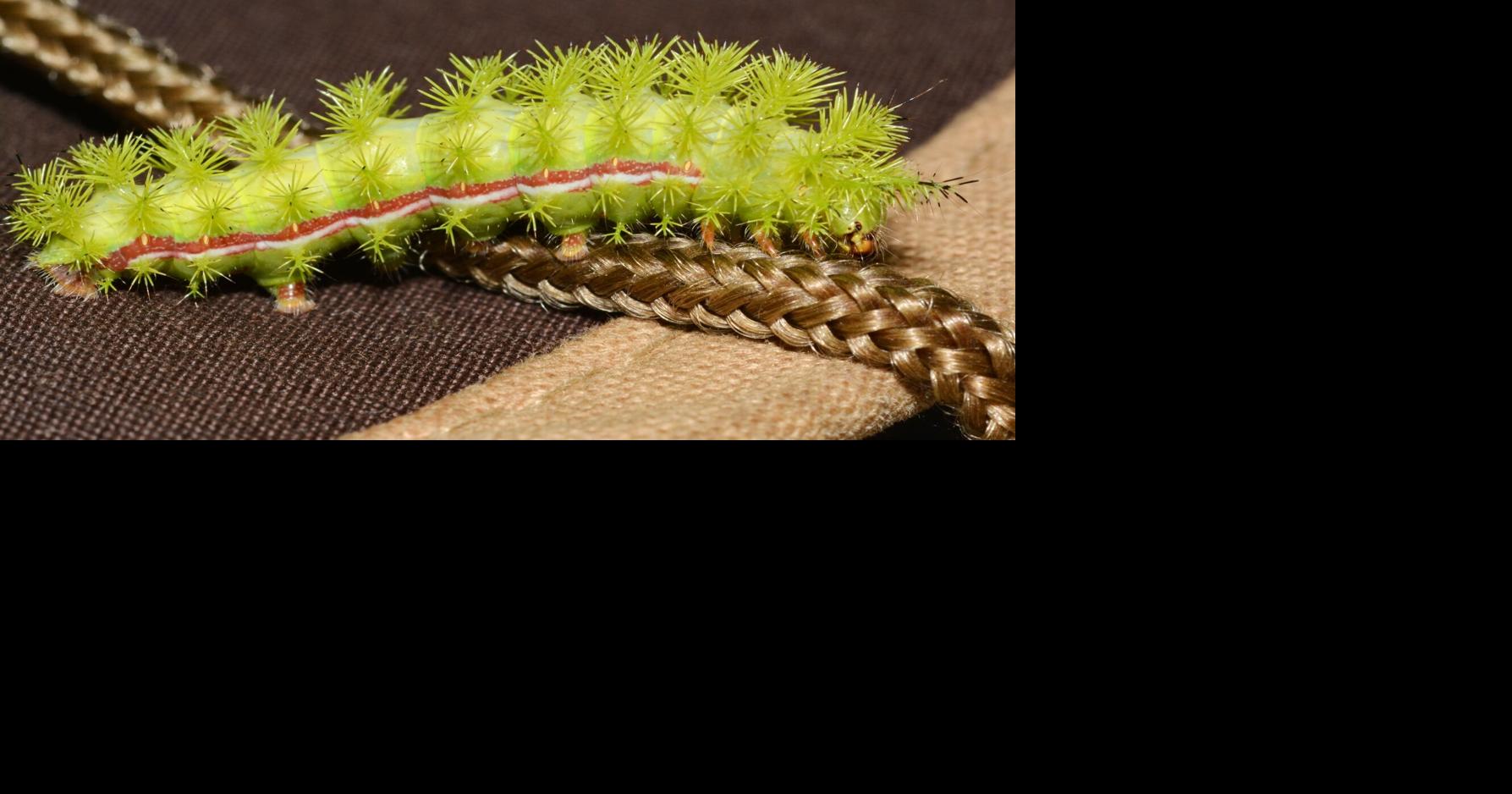 Master Gardener: These caterpillars carry a sting | Lifestyles ...