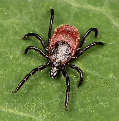 Here’s how to tell if your yard is home to ticks | Lifestyles ...