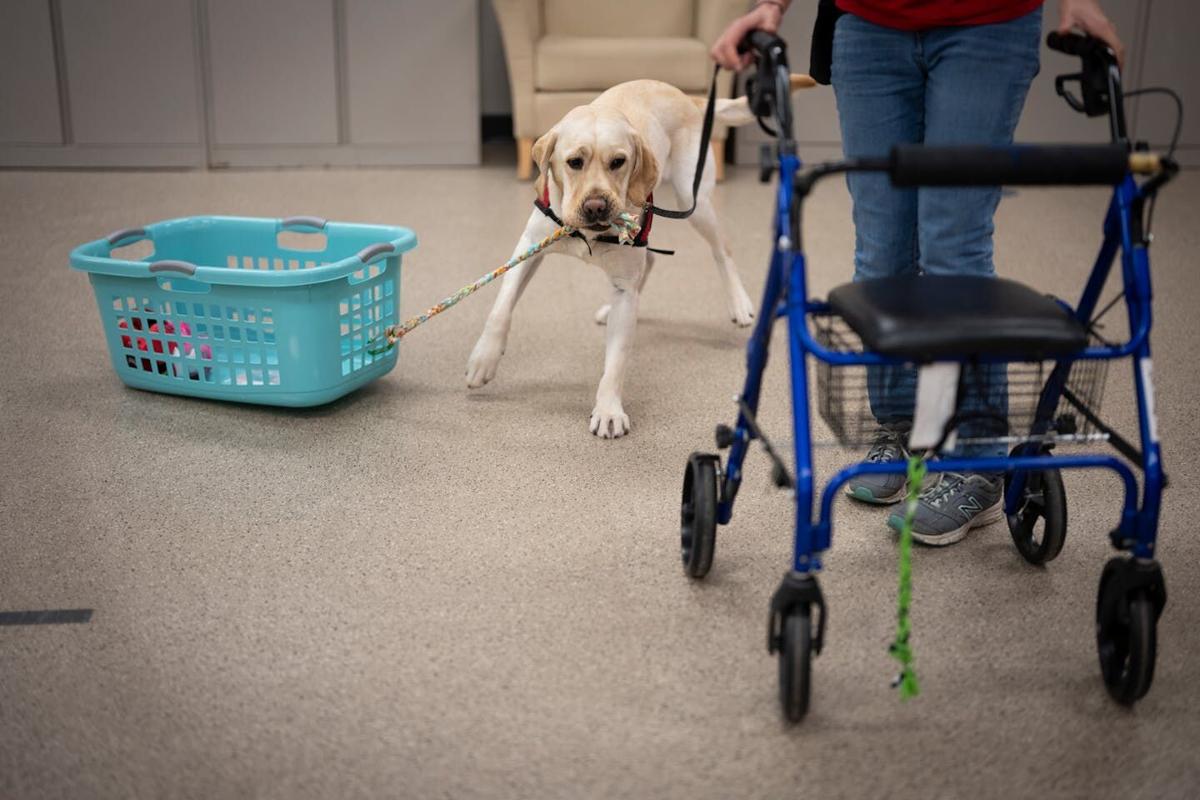 Trained to serve: Service dogs’ roles are expanding to help more people ...