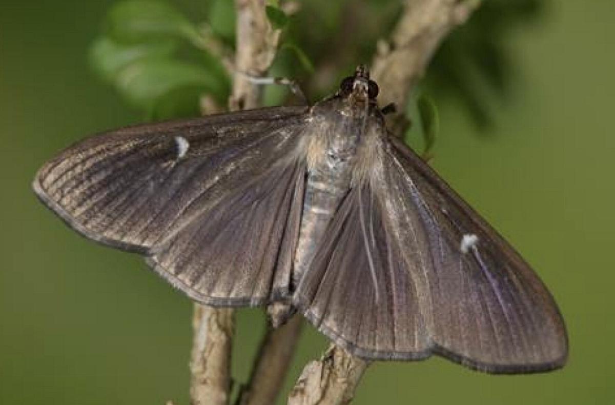 Ag and Markets; Invasive box tree moth detected in Niagara County | Top ...