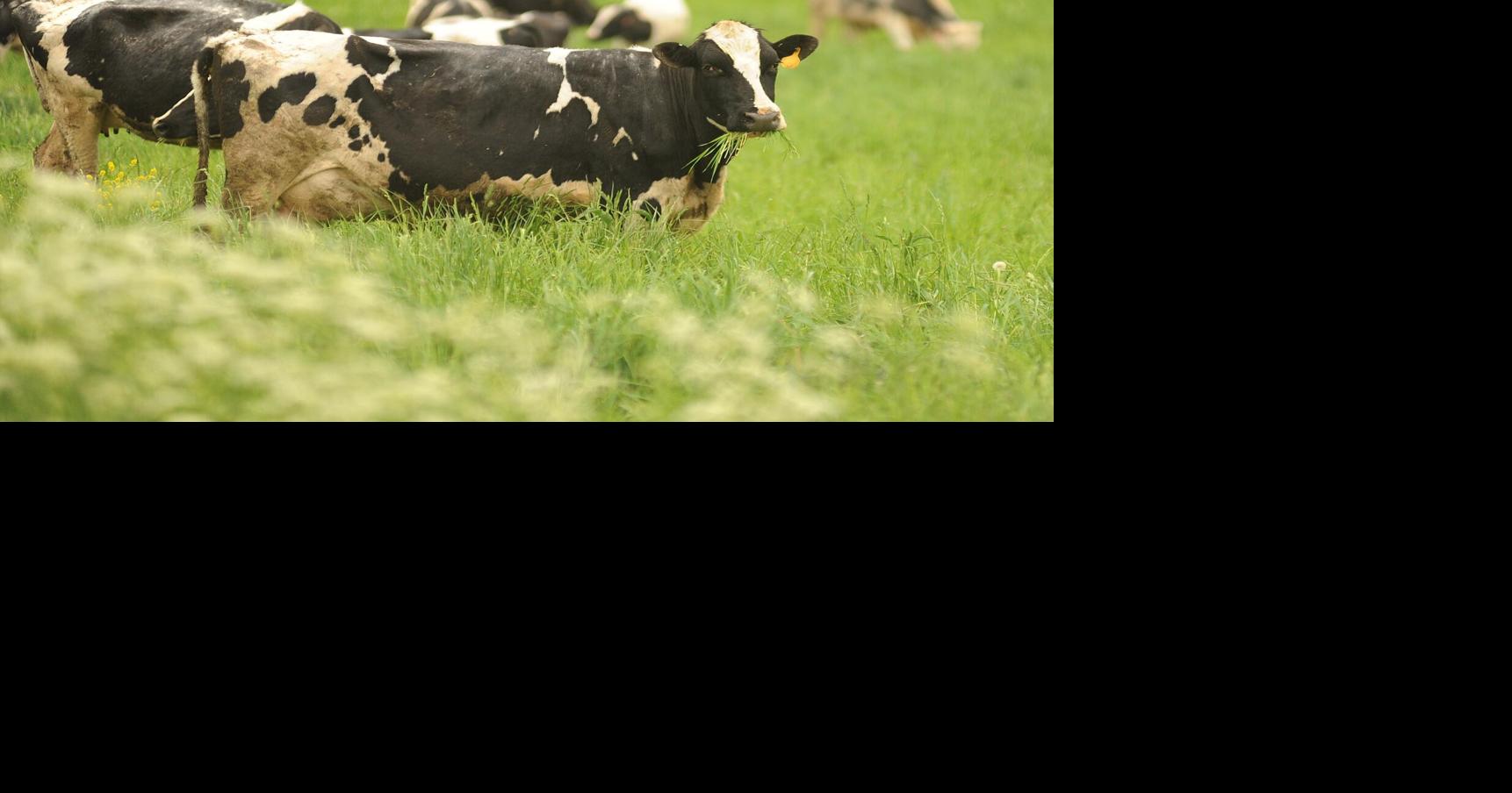 NY opens $30M tariff relief program for farmers | News ...