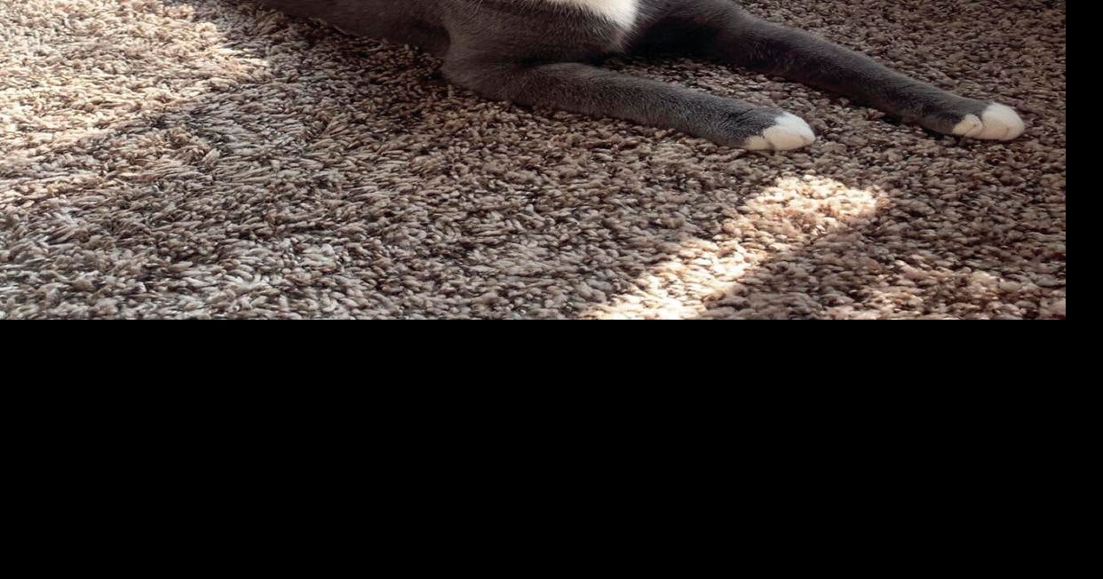 Pet of the Week: Duckie | Culture | thedaonline.com