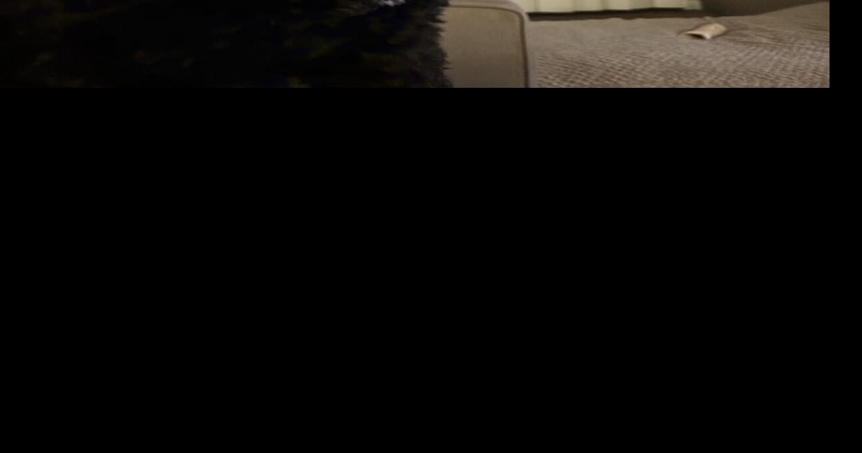 Pet of the Week - Meet Opal June! | Pet of the Week | thedaonline.com