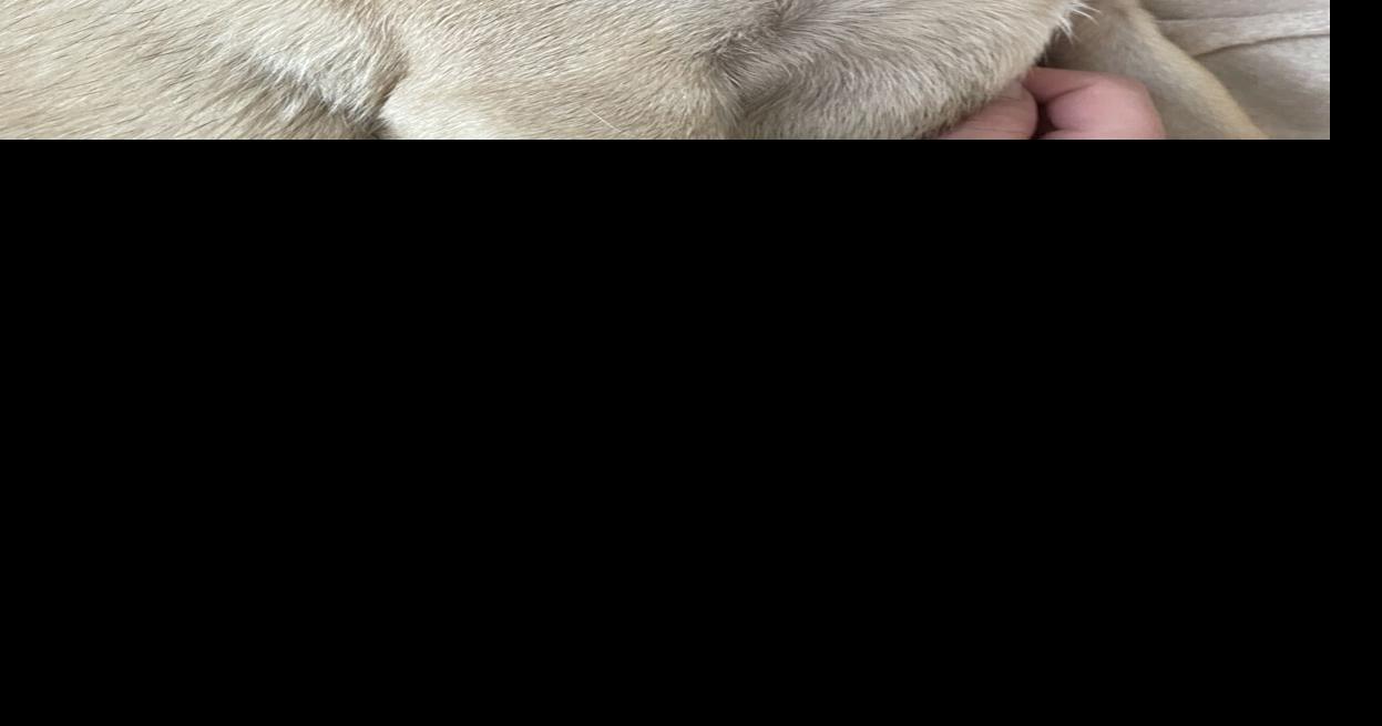 Pet of the Week: Frank | Pet of the Week | thedaonline.com