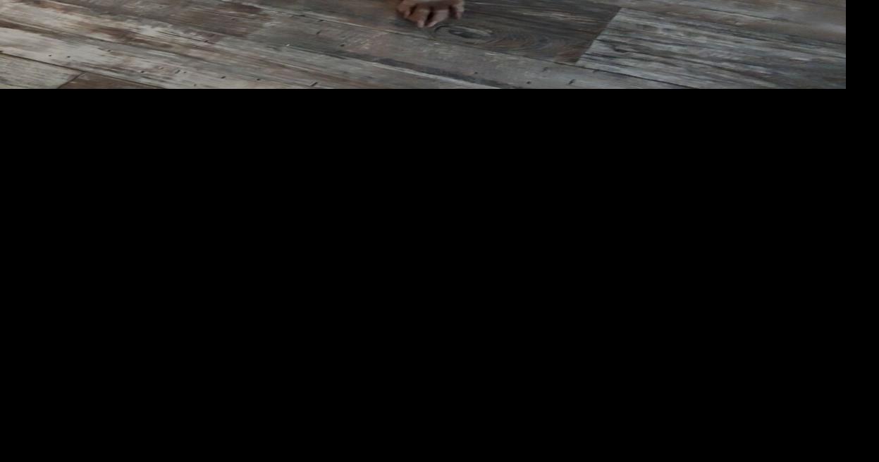 Pet of the Week: Daisy | Pet of the Week | thedaonline.com