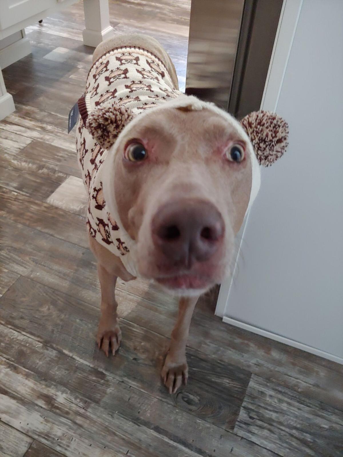 Pet of the Week: Daisy | Pet of the Week | thedaonline.com