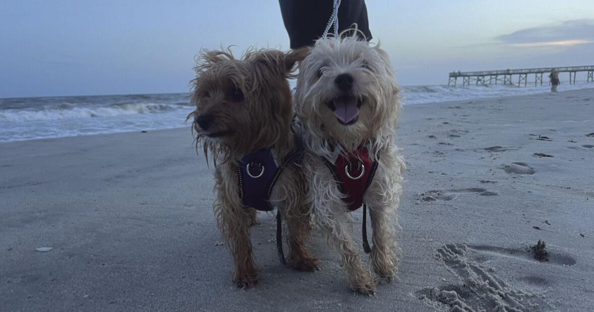 Pet of the Week - Butch and Taz | Pet of the Week | thedaonline.com