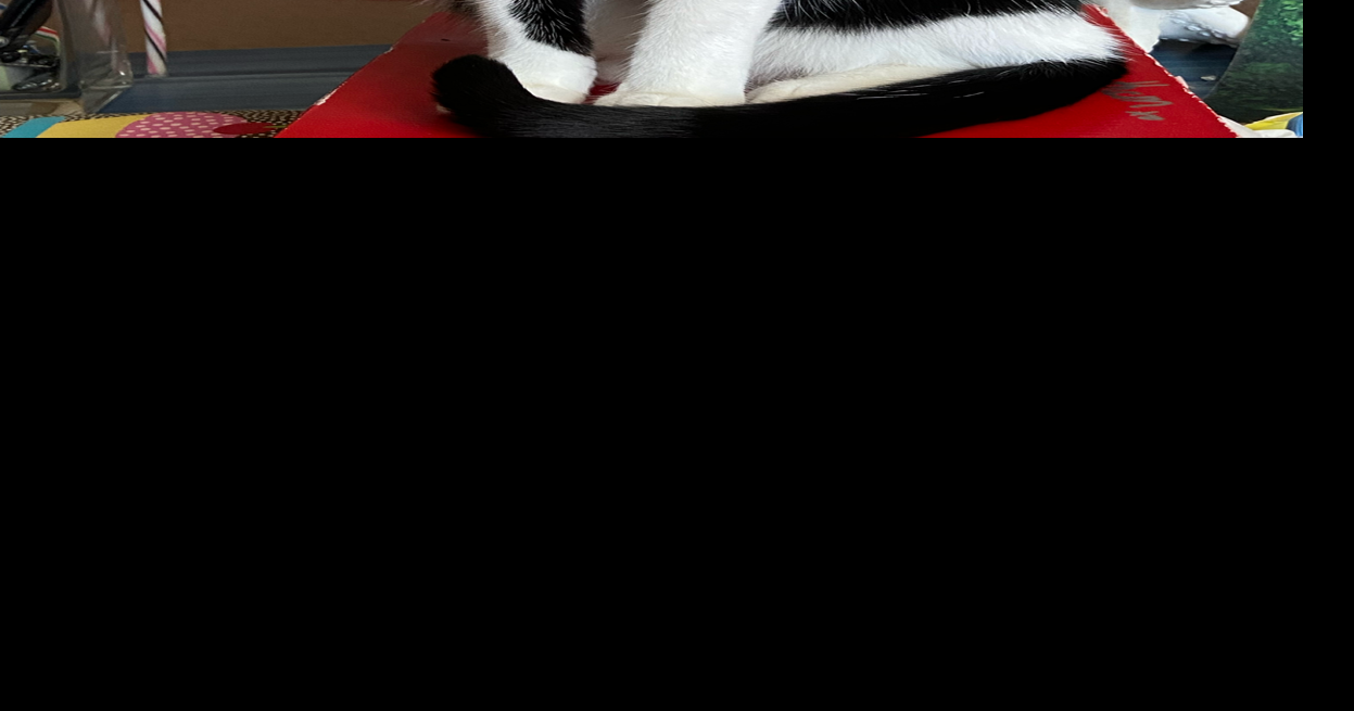 Pet of the Week - Pugsley | Pet of the Week | thedaonline.com