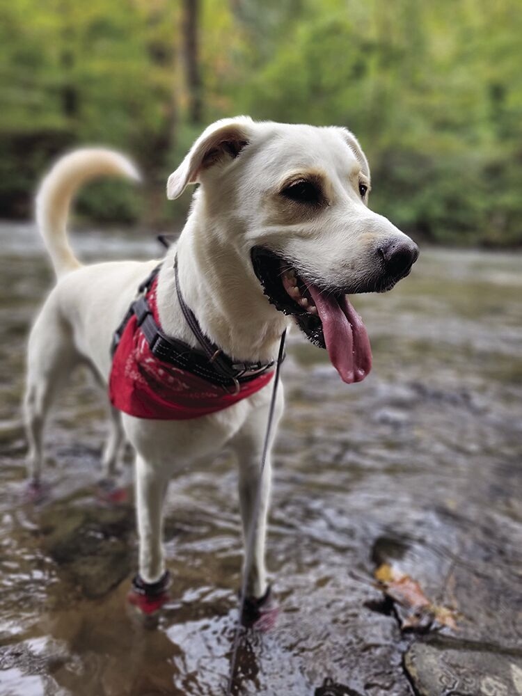 Pet of the Day: Jax | Pet of the Week | thedaonline.com