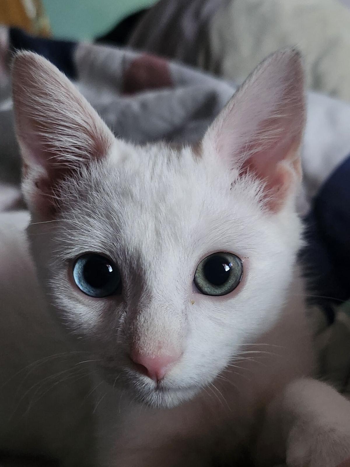 heterochromia cats deaf