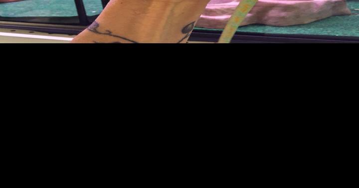 Exotic Jungle pet store provides pet education | Culture | thedaonline.com