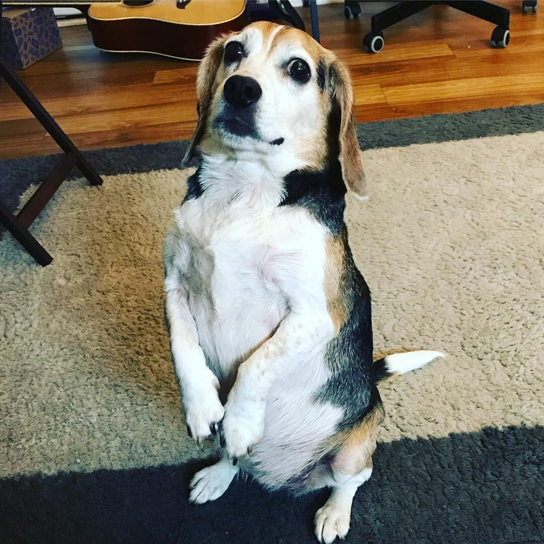 Pet of the Week: Daisy | Pet of the Week | thedaonline.com