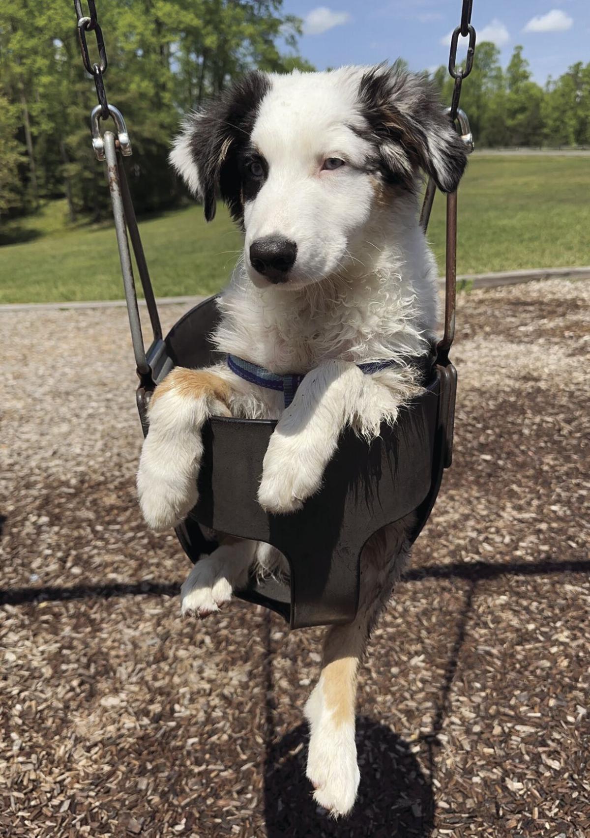 Pet of the Week: Ozzy | Pet of the Week | thedaonline.com