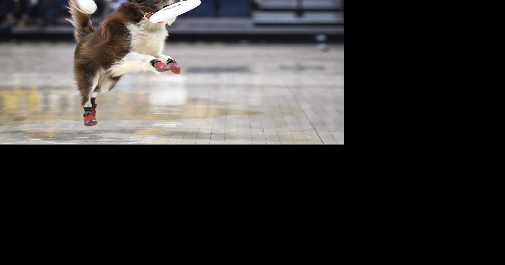 Disc dogs raise the ‘woof’ at WVU Coliseum | Sports | thedaonline.com