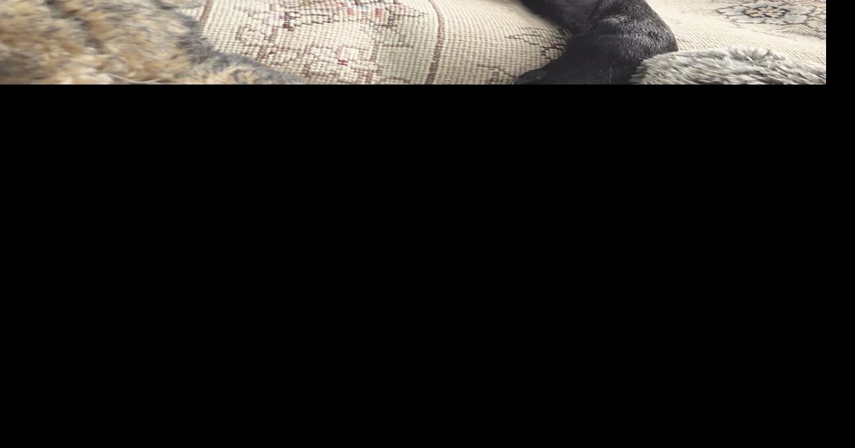 Pet of the Week: Meet Oakley! | Culture | thedaonline.com