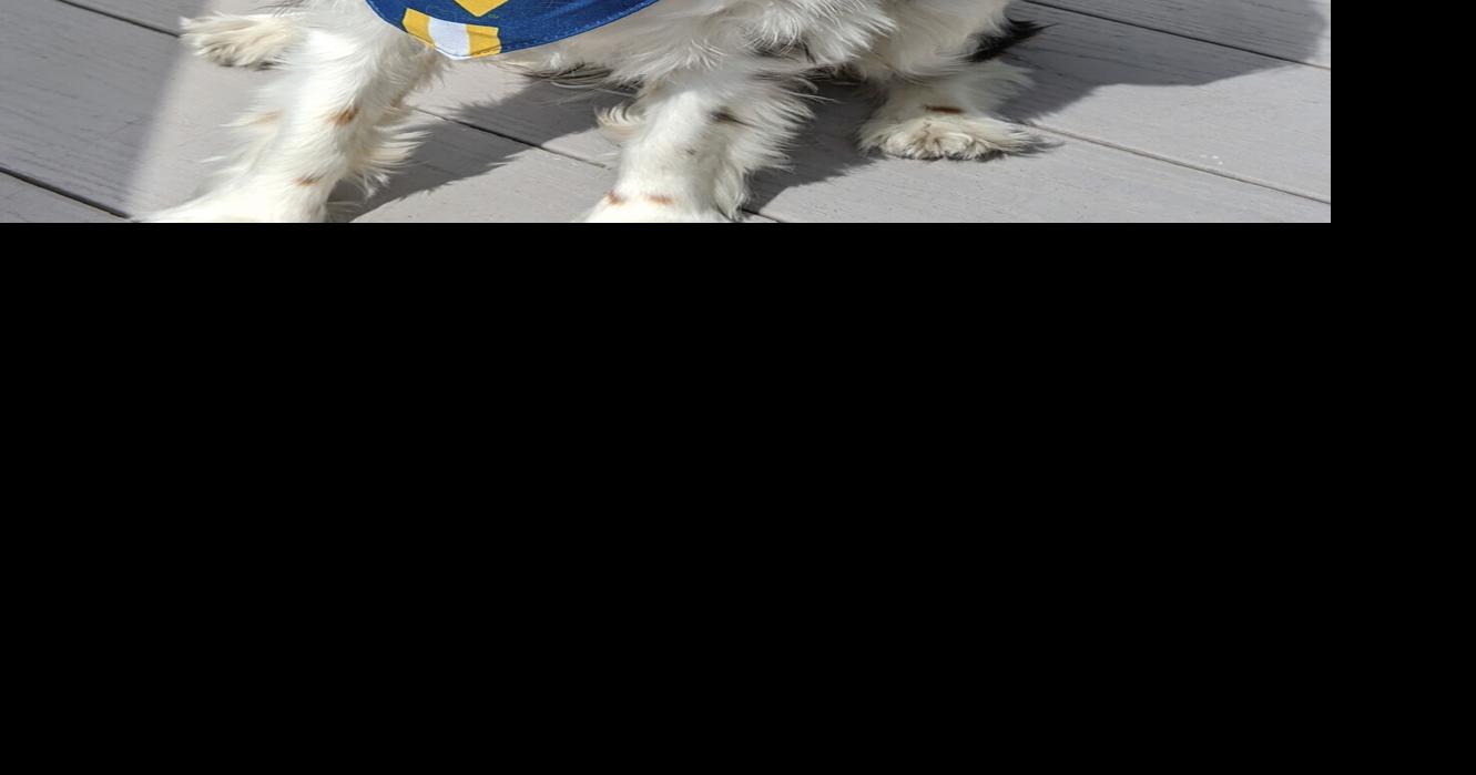 Pet of the Week: Toby | Culture | thedaonline.com