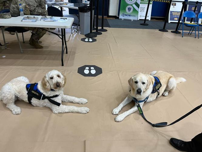 Meet the eight visitation therapy dogs of WVU | Culture | thedaonline.com