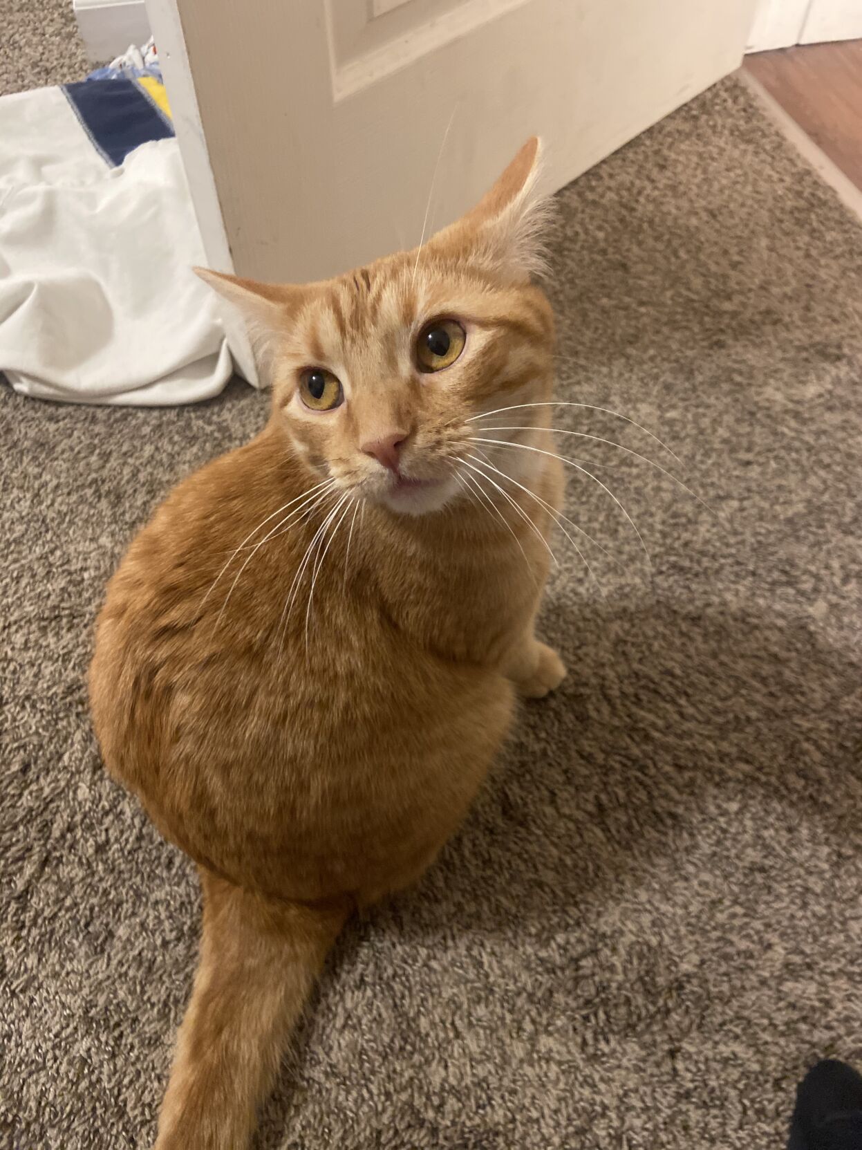 Pet of the Week: Otis | Pet of the Week | thedaonline.com