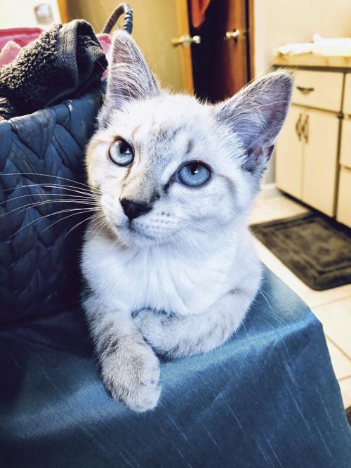 Apollo | Pet of the Week | thedaonline.com