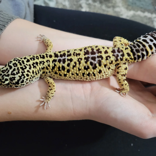 Pet of the Week - Beanz | Pet of the Week | thedaonline.com