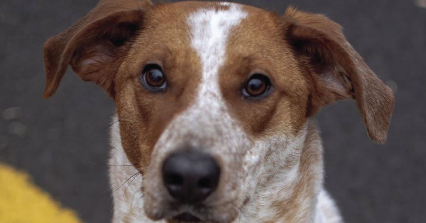 Riley | Pet of the Week | thedaonline.com